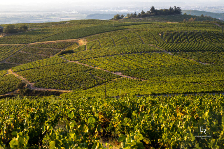 The Beaujolais Wine Route: A Snapshot - The Connected Table